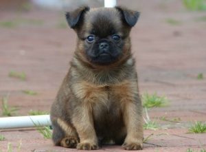 Adorable Pug Cross Breeds (2026 Guide)